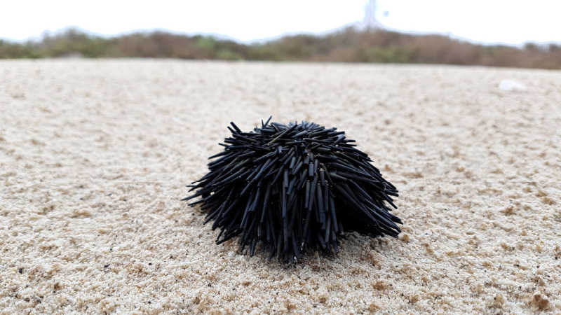 Best Islands in Kuwait: For Leisure, Adventure, and Remembering Past