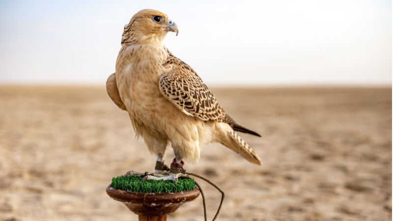 A virtual excursion to the best Zoos in Qatar