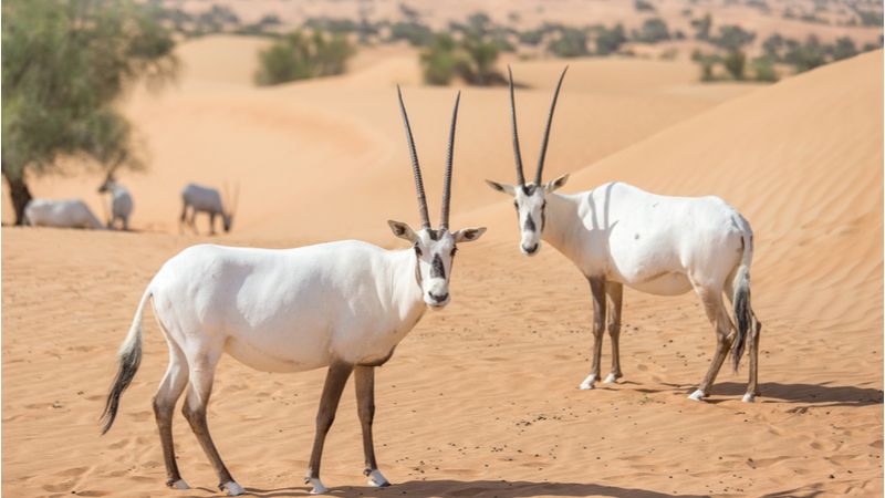 National Symbols of Qatar Defining What The Country Stands For