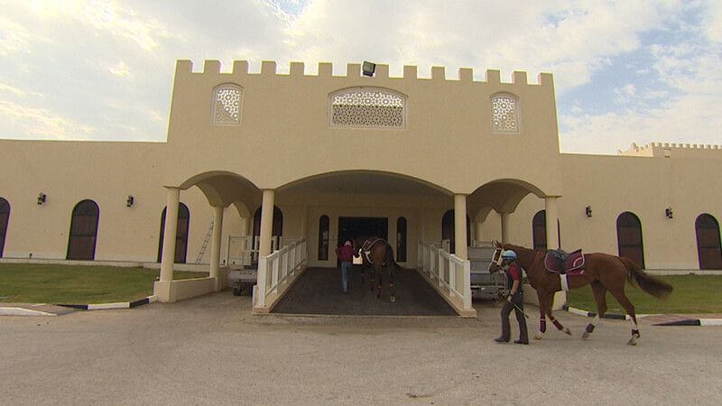 Horse Riding In Qatar: Your Handy Guide To A Fun-filled Experience