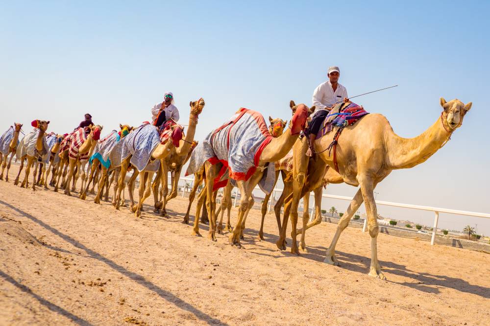 Camel Riding in Qatar: A Fun-filled Way of Enjoying in the Desert