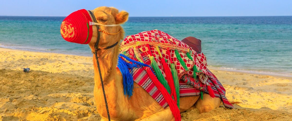 Camel Riding in Qatar: A Fun-filled Way of Enjoying in the Desert