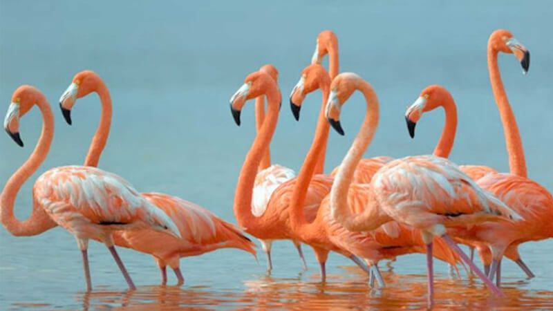 Al DWD Park Qatar: Explore the Exotic Fauna Of The Country