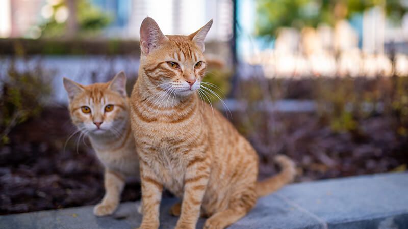 Pets In Qatar To Bring A Smile On Your Face