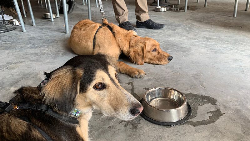 Pets In Qatar To Bring A Smile On Your Face