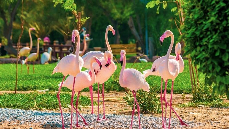 Zoos in Saudi Arabia: Plan The Perfect Day Out With Your Family
