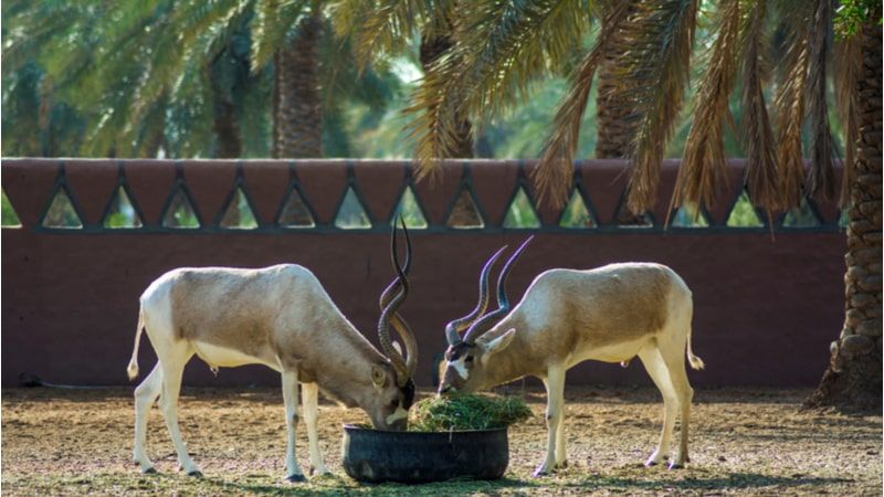 Zoos in Saudi Arabia: Plan The Perfect Day Out With Your Family