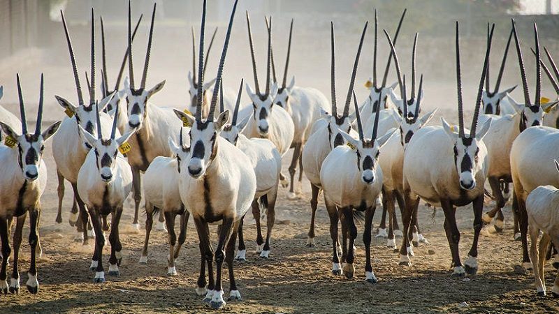 خور العديد في قطر: دليل للمدخل الضحل والمالح