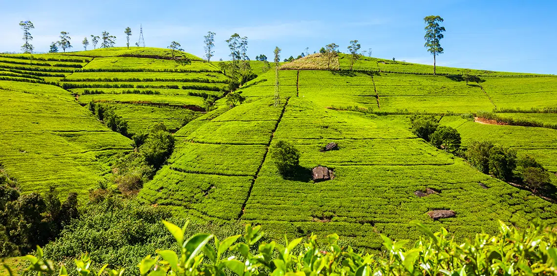 6 Nights 7 Days Sri Lanka Group Tour Package - Regencyholidays