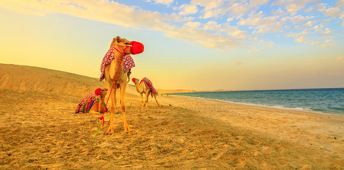 Qatar 6 Days 5 Nights Premium Desert Safari Adventure Package | Regency ...